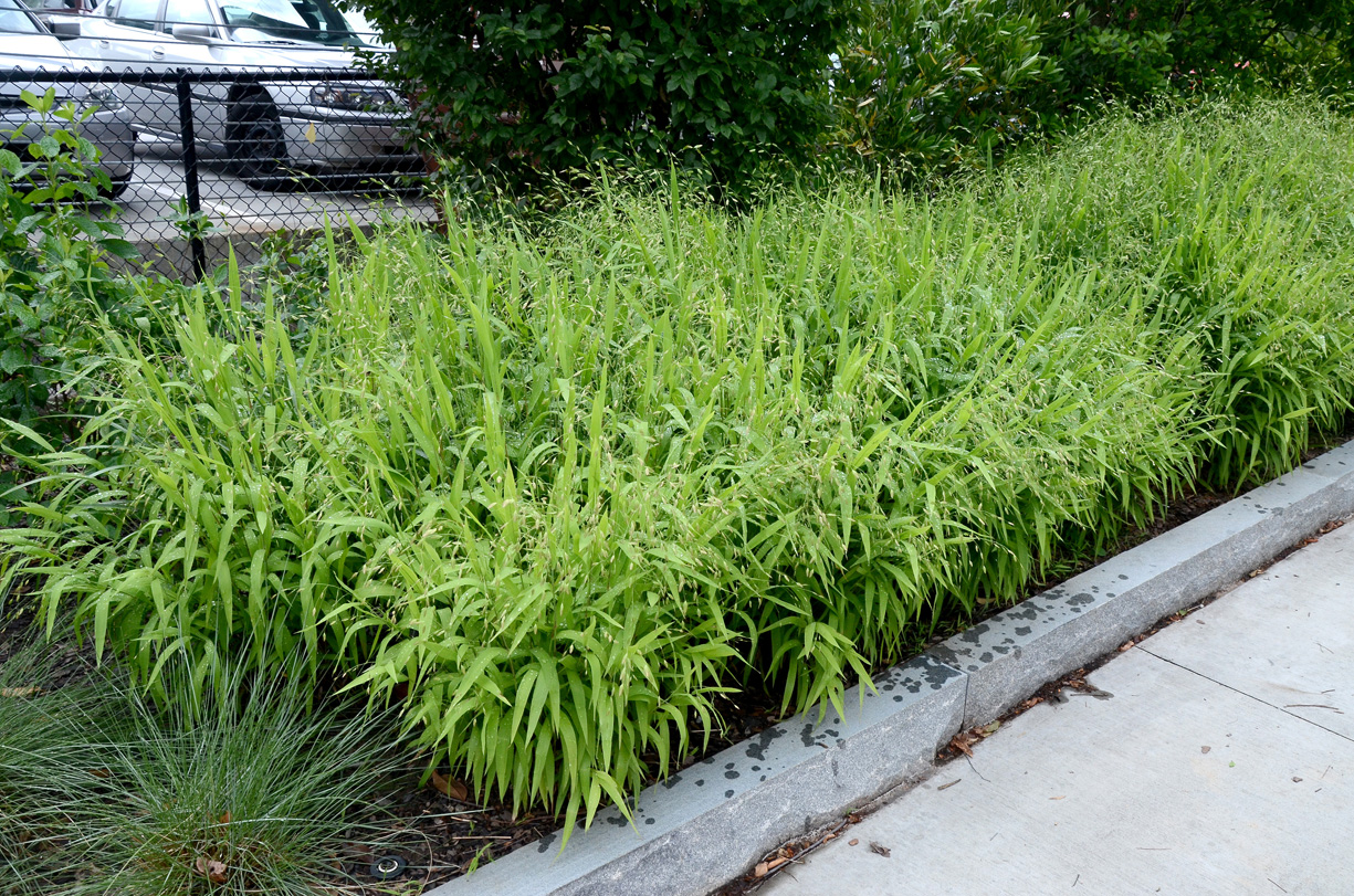 The first step to a successful shade garden: Create a design - Rough ...