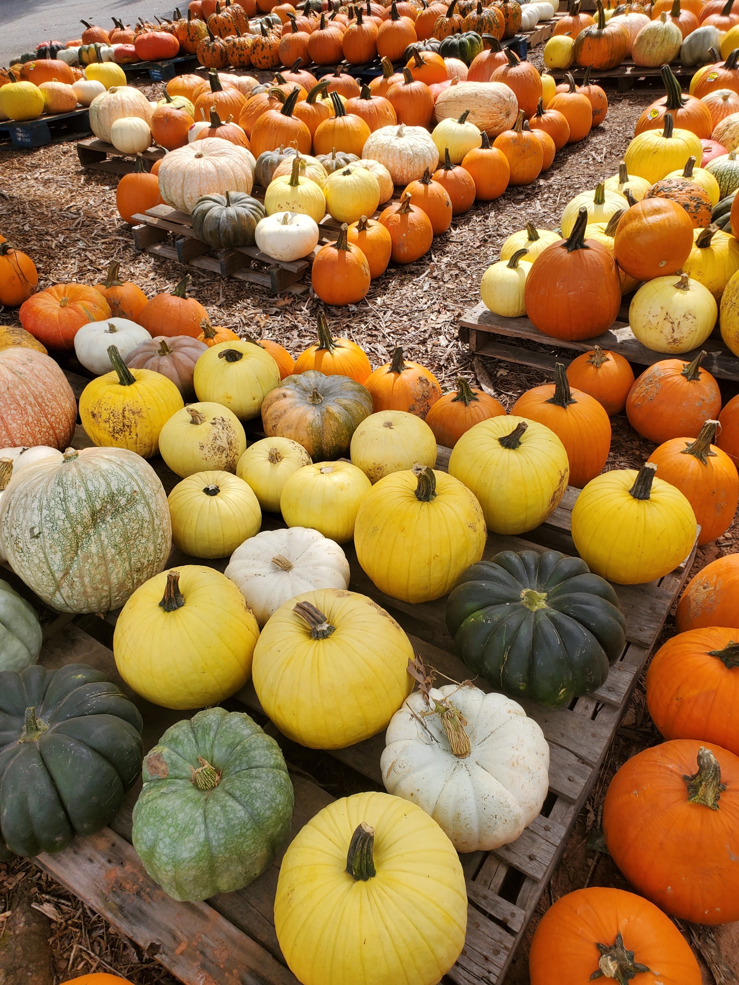 All Saints' annual pumpkin patch opens - Rough Draft Atlanta