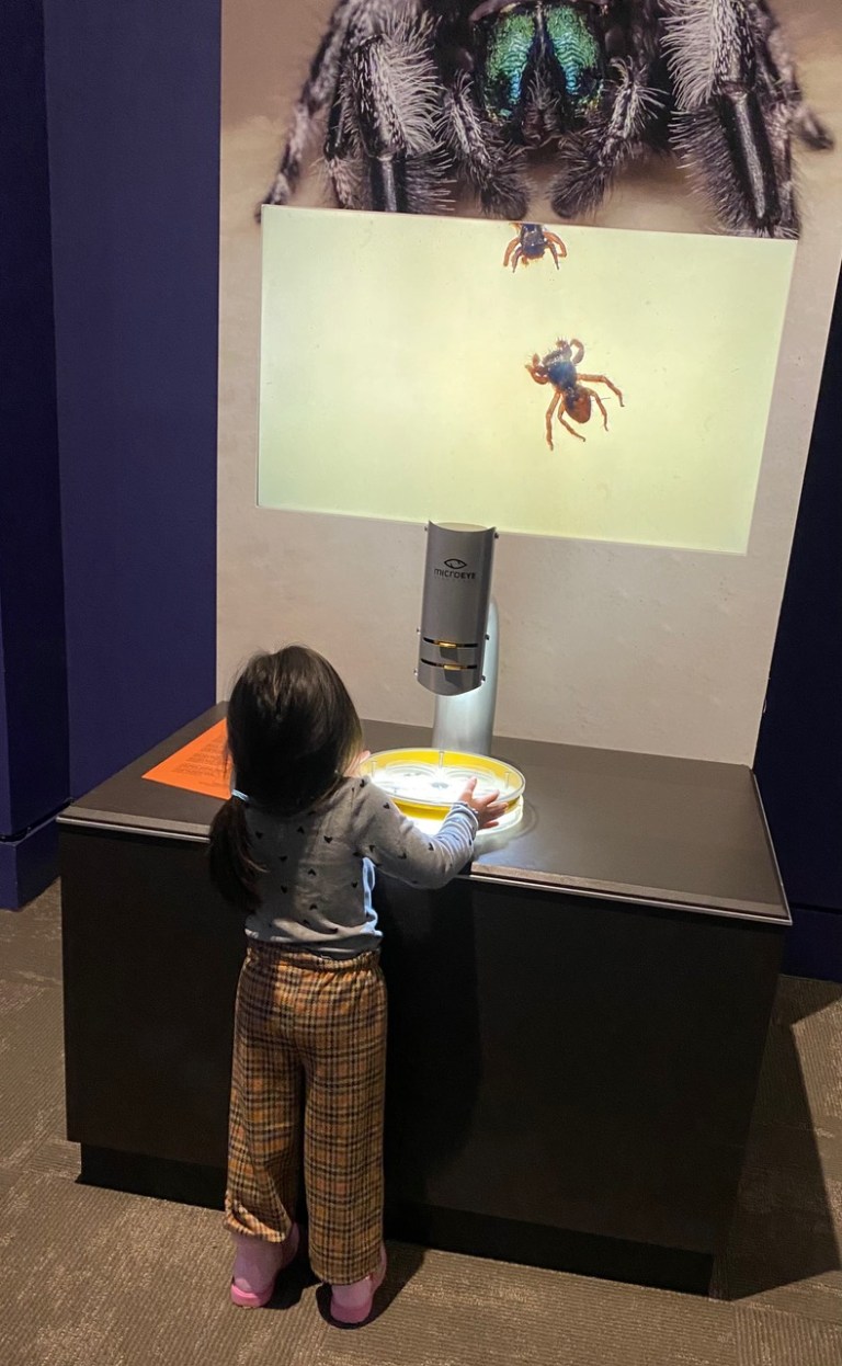 Discover the fascinating world of spiders at Fernbank Museum exhibit ...