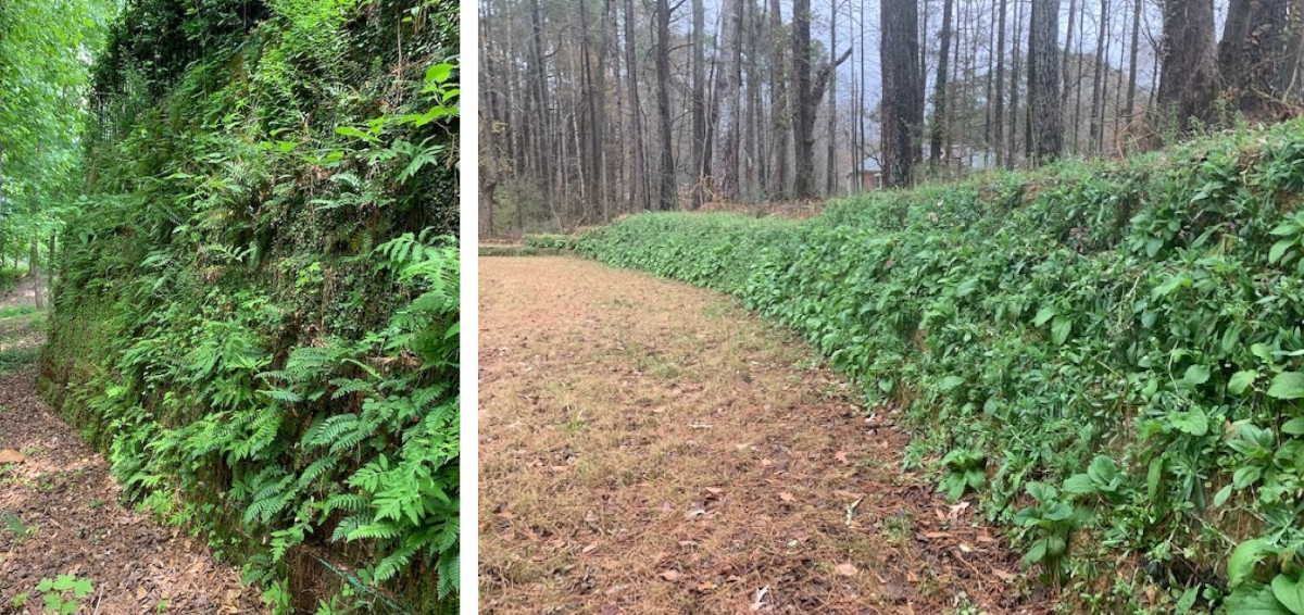 Sandy Springs may allow vegetative retaining walls - Rough Draft Atlanta