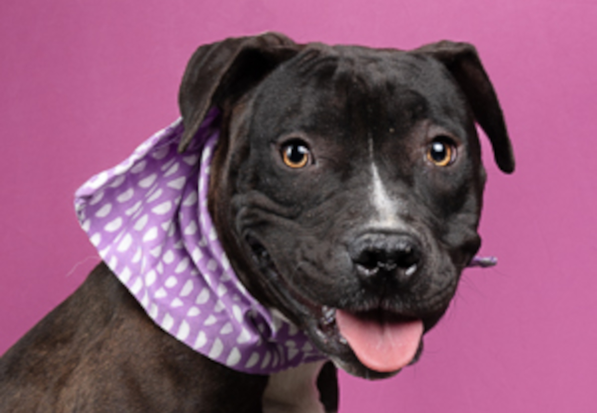 Fulton animal shelter prioritizes calls amid high animal volume - Rough ...