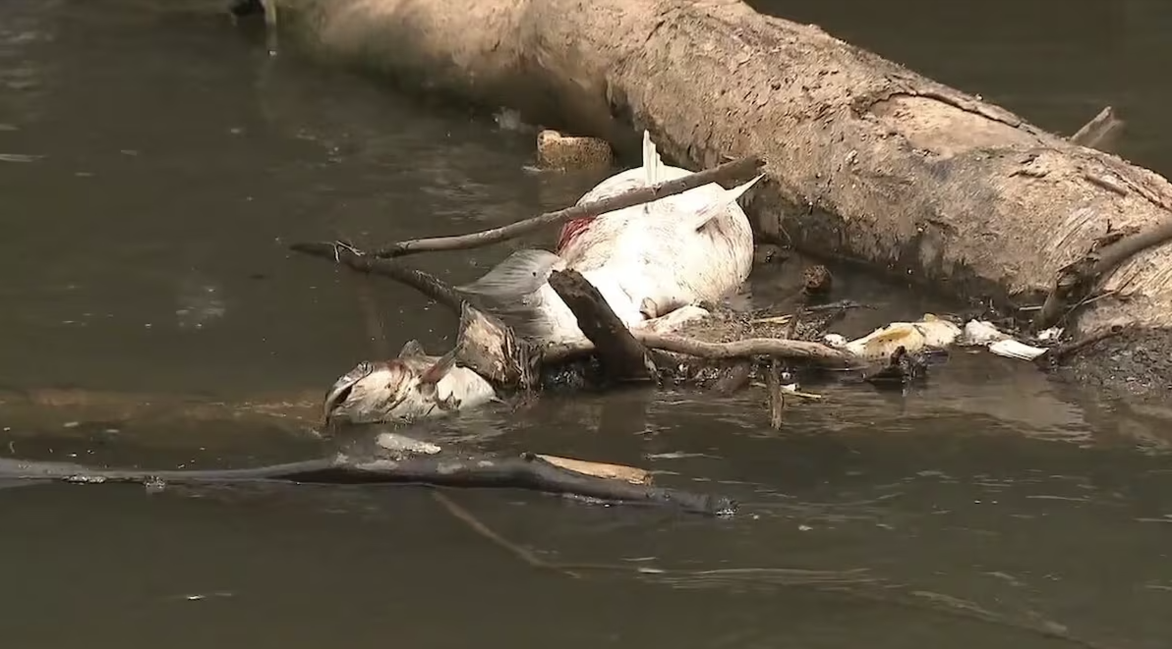 Chattahoochee River fish kill: Drought and pollution blamed - Rough ...